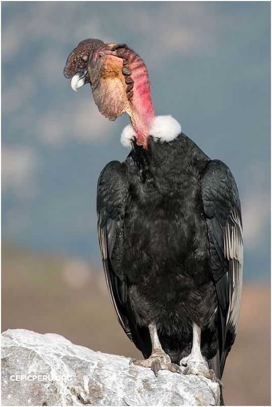 ¡Descubre Cuál Es El Ave Nacional Del Perú! - Abril 2025 - CeficPeru.org